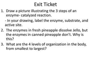 Enzymes and body organization | PPTX