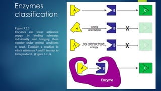 Biomolecules in the Biochemistry of Enzymes | PPTX