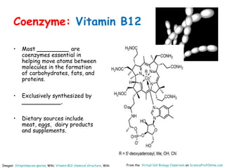 Enzymes cell-biology-lecture-power point-vcbc | PPT
