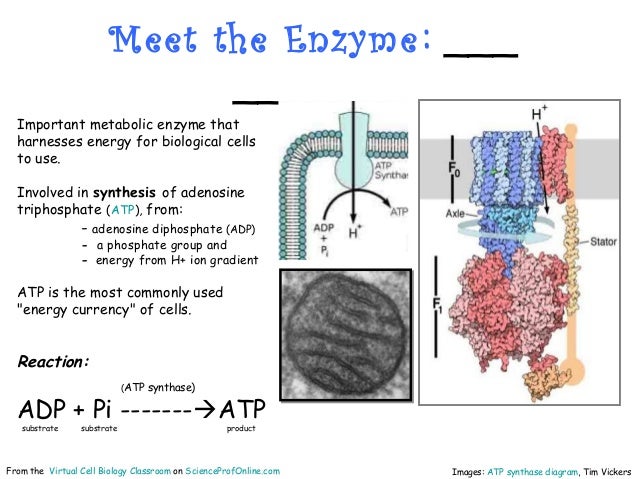 Enzymes Cell Biology Lecture Power Point Vcbc 