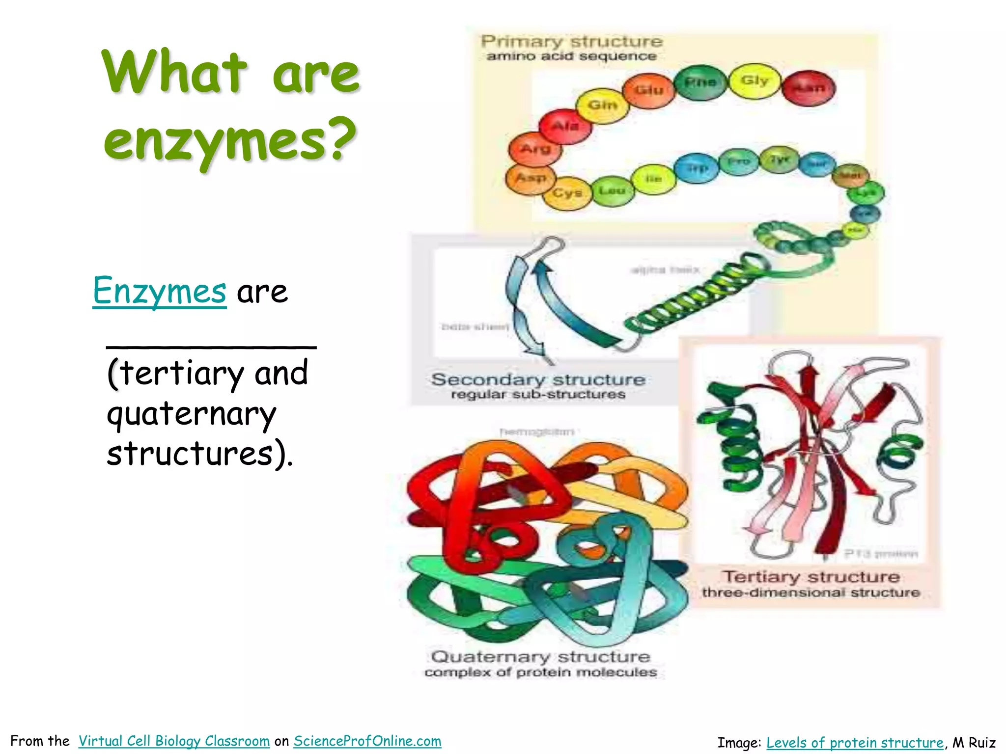 Enzymes-Cell-Biology-Lecture-PowerPoint-VCBC.ppt | Chemistry | Science