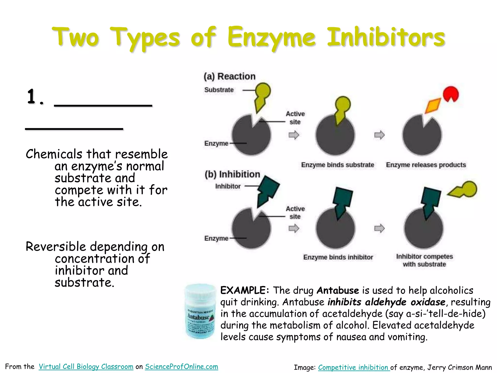 Enzymes-Cell-Biology-Lecture-PowerPoint-VCBC.ppt