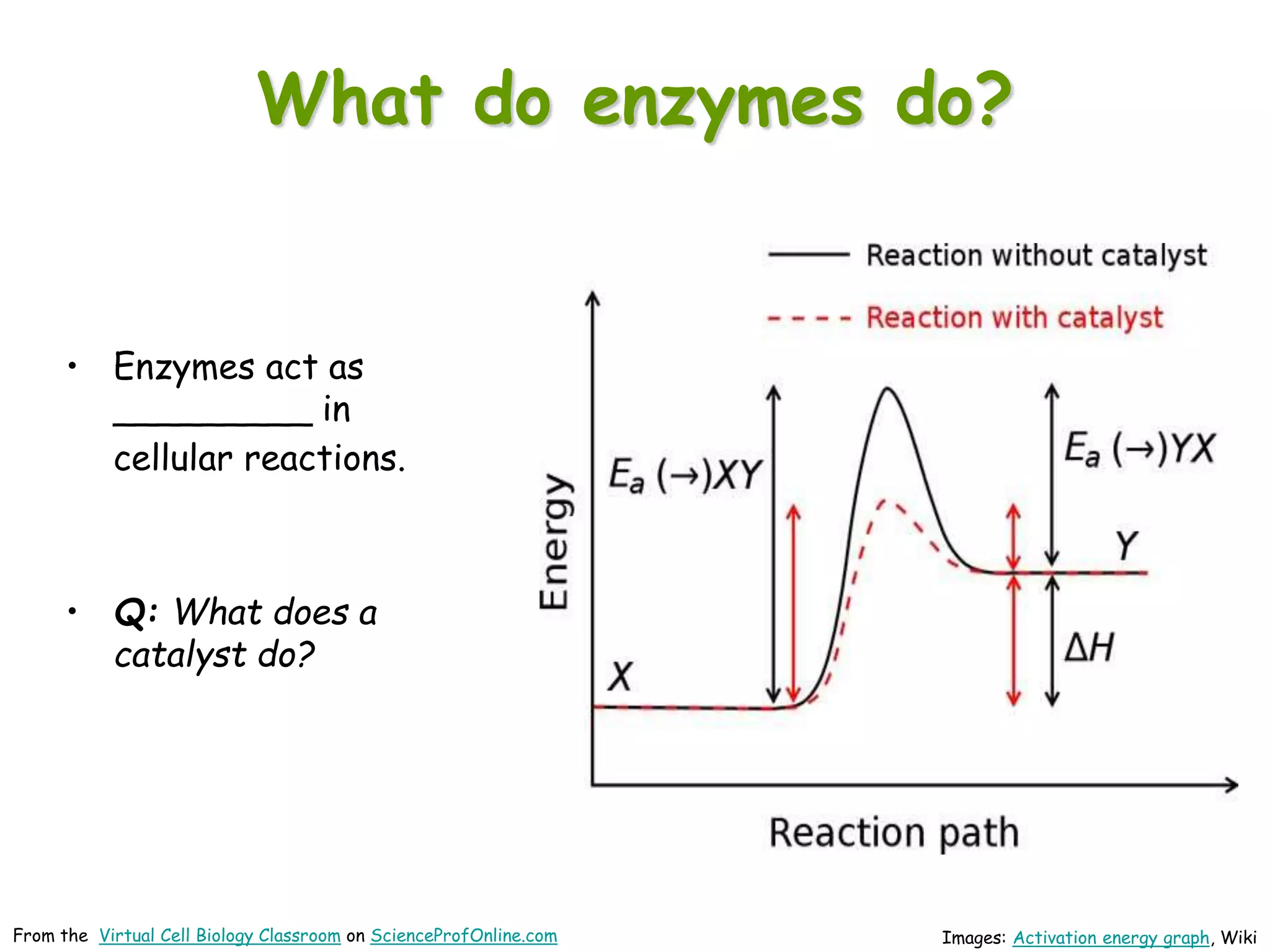 Enzymes-Cell-Biology-Lecture-PowerPoint-VCBC.ppt