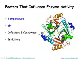 Enzymes-Cell-Biology-Lecture-PowerPoint-VCBC.ppt