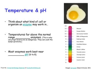 Enzymes-Cell-Biology-Lecture-PowerPoint-VCBC.ppt