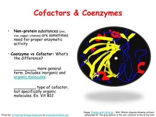 Enzymes-Cell-Biology-Lecture-PowerPoint-VCBC.ppt