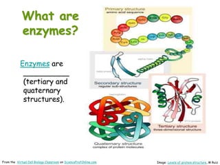Enzymes-Cell-Biology-Lecture-PowerPoint-VCBC.ppt