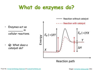Enzymes-Cell-Biology-Lecture-PowerPoint-VCBC.ppt