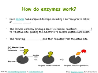 Enzymes-Cell-Biology-Lecture-PowerPoint-VCBC.ppt