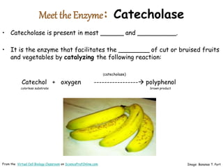 Enzymes-Cell-Biology-Lecture-PowerPoint-VCBC.ppt