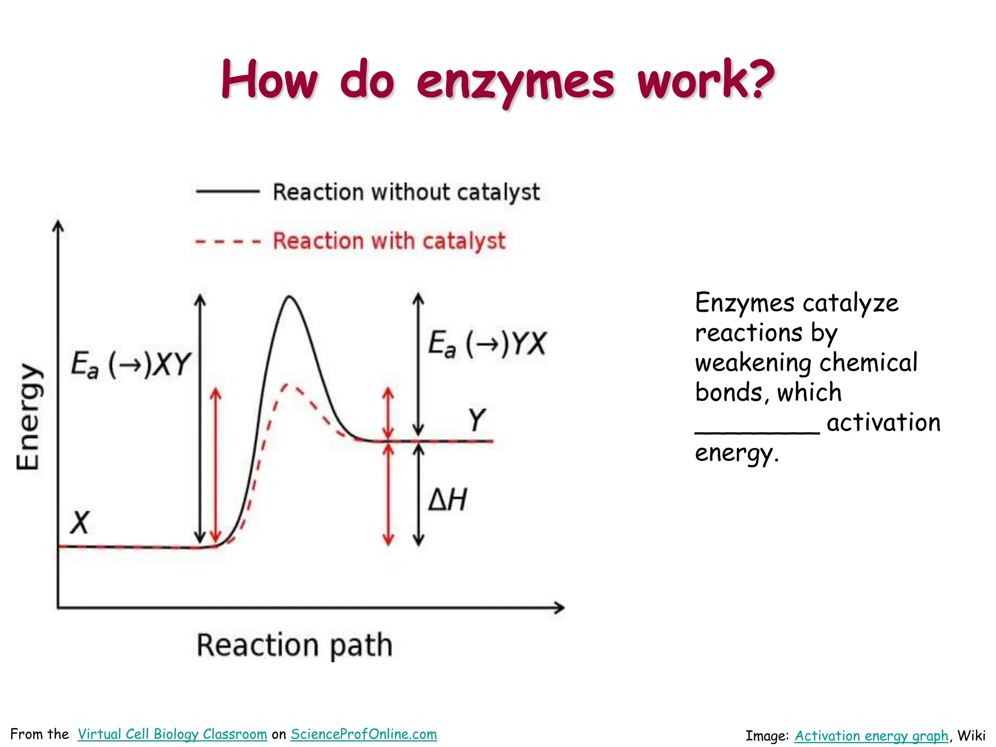 Enzymes-Cell-Biology-Lecture-PowerPoint-VCBC.ppt