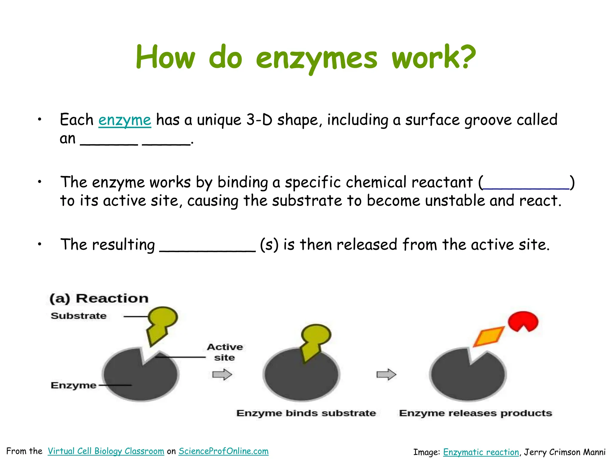 Enzymes-Cell-Biology-Lecture-PowerPoint-VCBC.ppt | Free Download