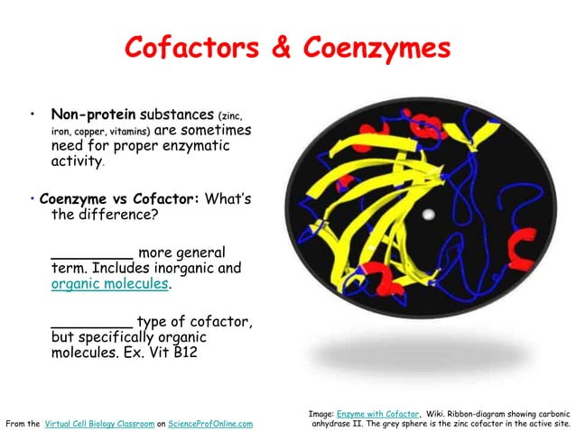 Enzymes-Cell-Biology-Lecture-PowerPoint-VCBC.ppt | Free Download