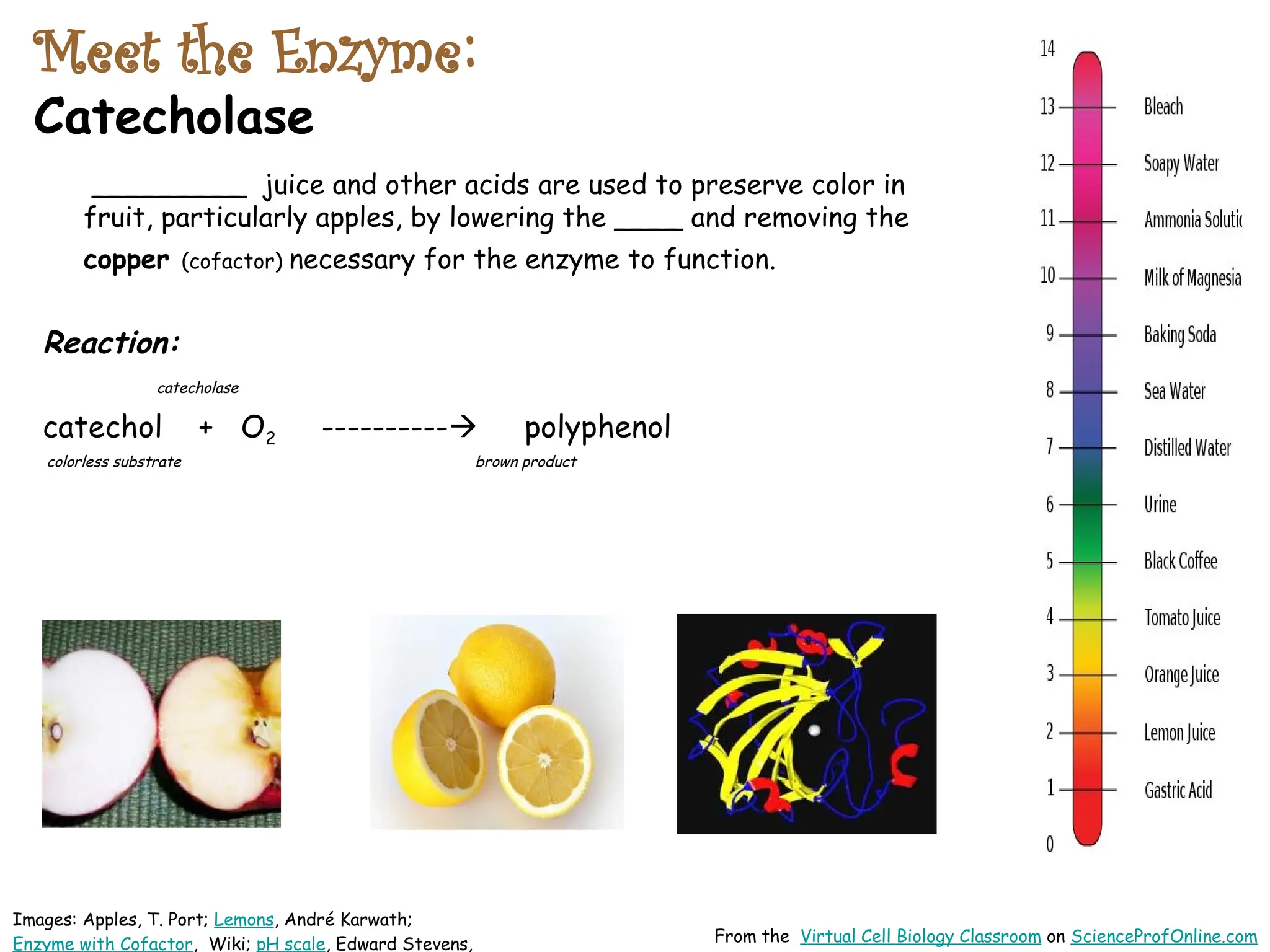 Enzymes-Cell-Biology-Lecture-PowerPoint-VCBC.ppt