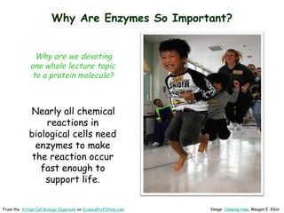 Enzymes-Cell-Biology-Lecture-PowerPoint-VCBC.ppt