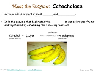 Enzymes-Cell-Biology-Lecture-PowerPoint-VCBC.ppt