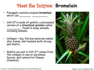 Enzymes-Cell-Biology-Lecture-PowerPoint-VCBC.ppt