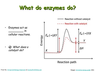 Enzymes-Cell-Biology-Lecture-PowerPoint-VCBC.ppt
