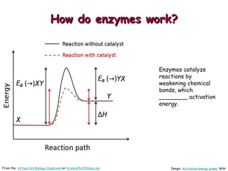 Enzymes-Cell-Biology-Lecture-PowerPoint-VCBC.ppt