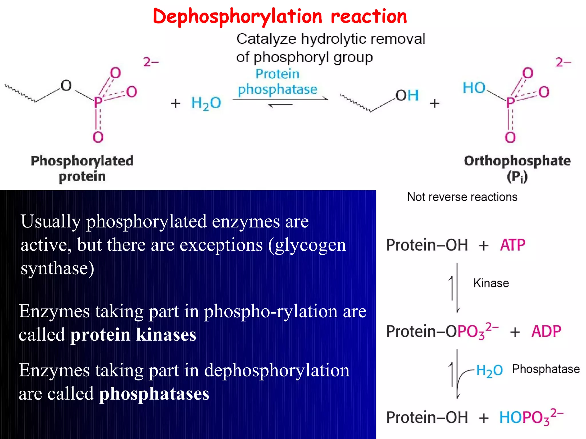 Enzymes. classification. isoenzymes | PPT