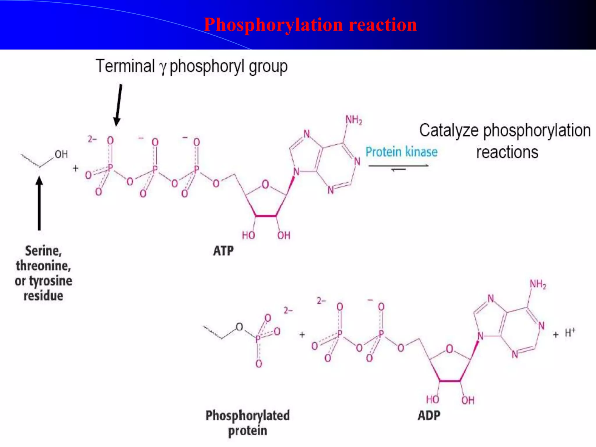 enzymes-classification-isoenzymes.ppt