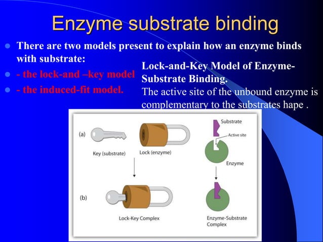 enzymes-classification-isoenzymes.ppt