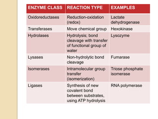 Enzymes copy | PPT
