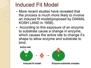 Enzymes copy | PPT