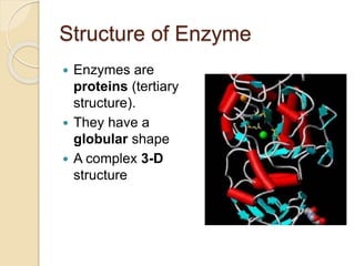 Enzymes copy | PPT
