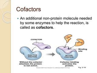 Enzymes copy | PPT