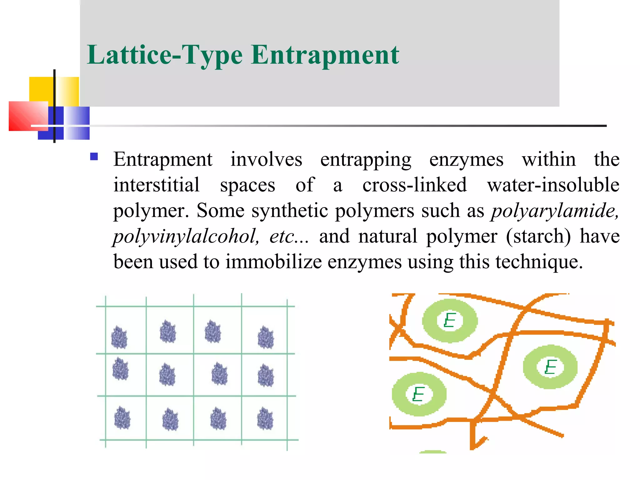 enzyme immobilization | PPT