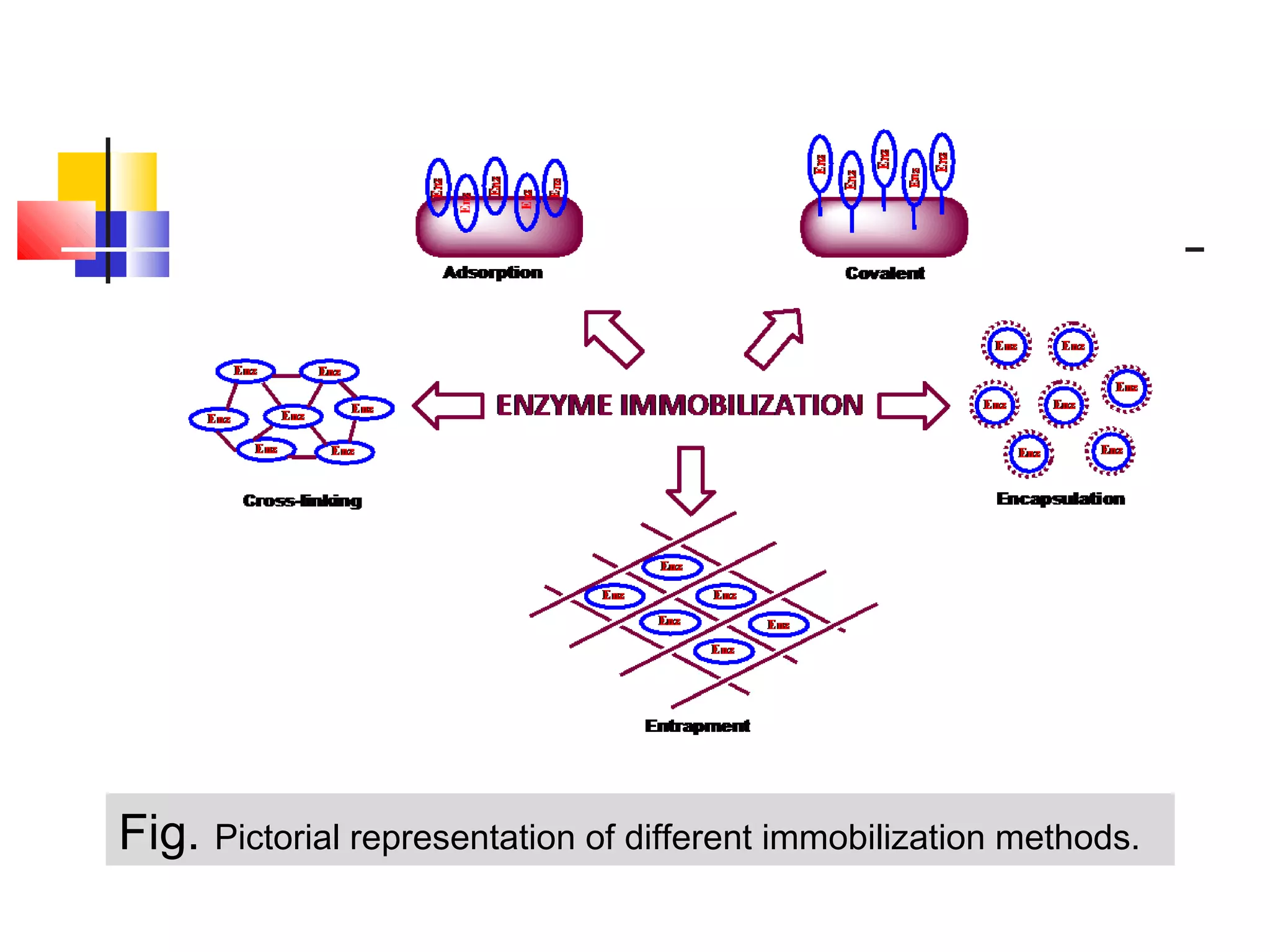 enzyme immobilization | PPT