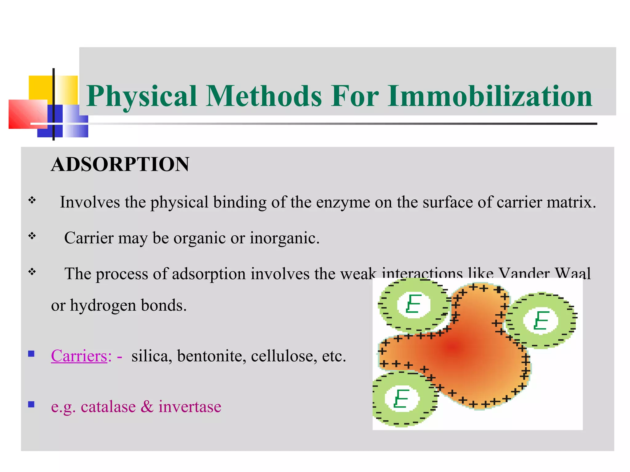 enzyme immobilization | PPT