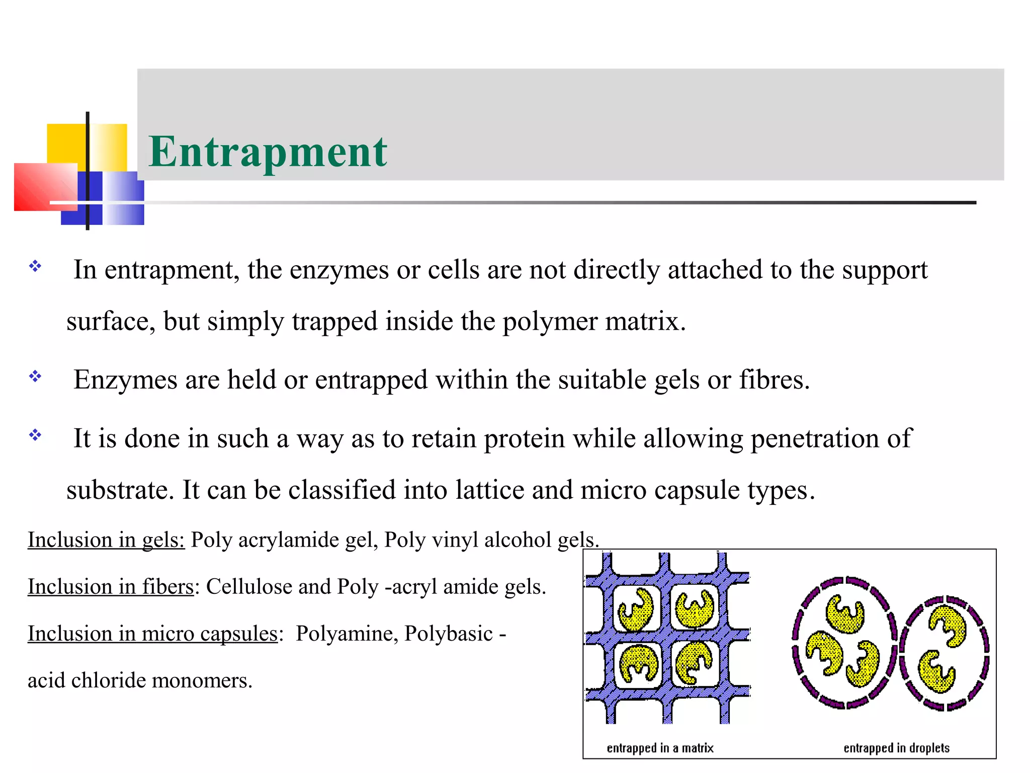 enzyme immobilization | PPT