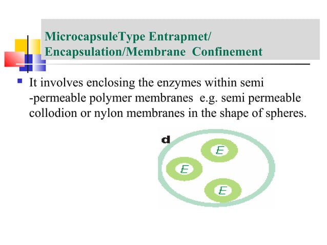 enzyme immobilization | PPT