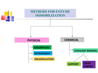 enzyme immobilization | PPT