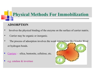 enzyme immobilization | PPT