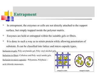 enzyme immobilization | PPT