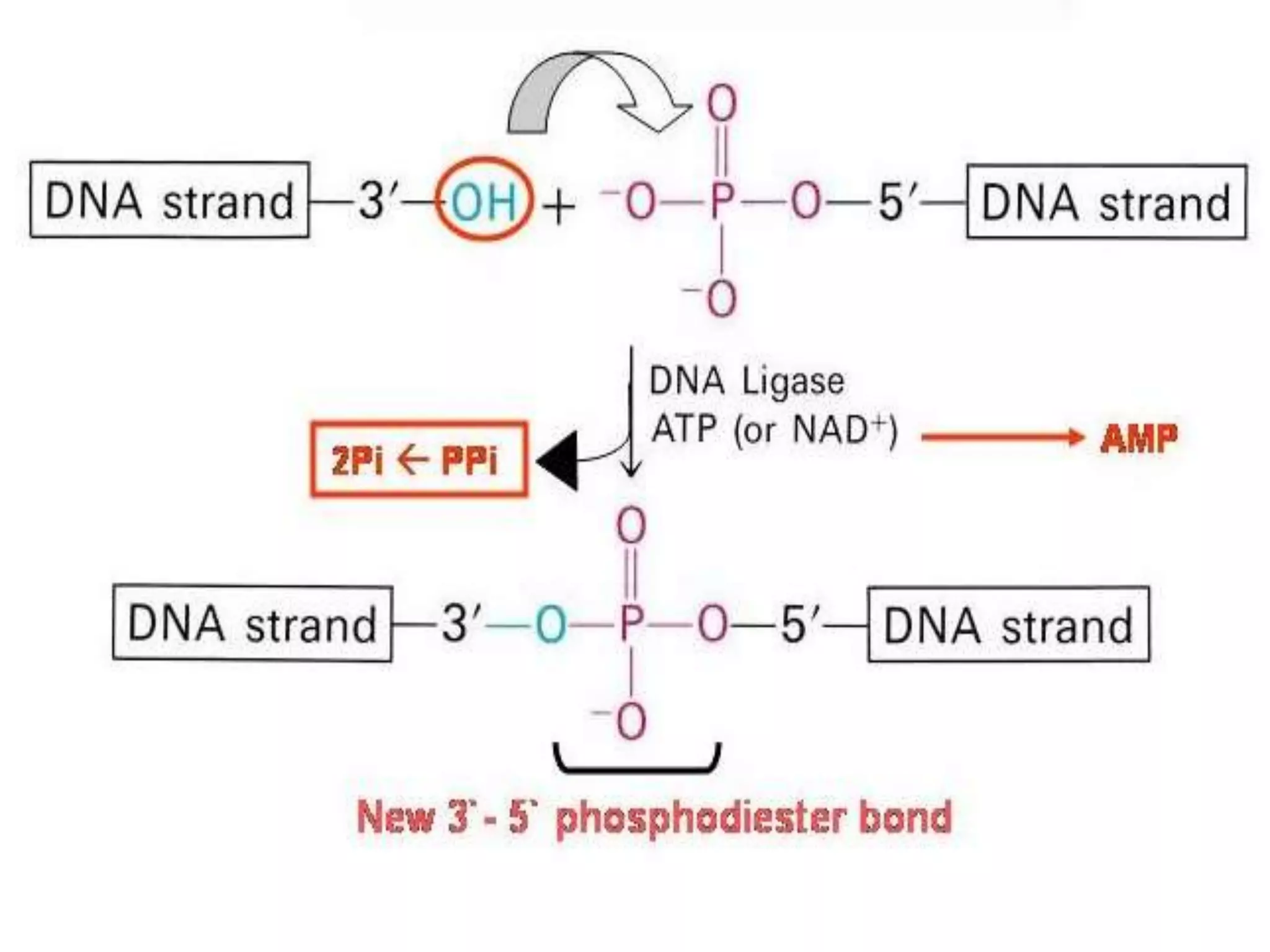 Enzymes definitions, types & classification | PPTX