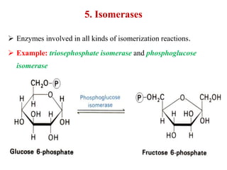 Enzymes definitions, types & classification | PPTX