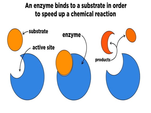 Enzymes definitions, types & classification | PPTX | Chemistry | Science