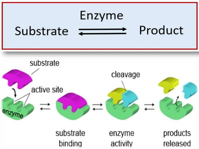 Enzymes definitions, types & classification | PPTX | Chemistry | Science