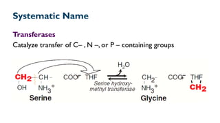 Enzymes-I (Definition - Classification).pdf