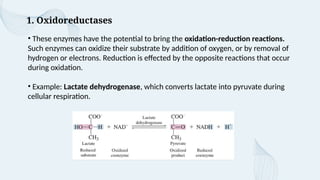 ENZYMES : Structure, Function and Classification | PPTX