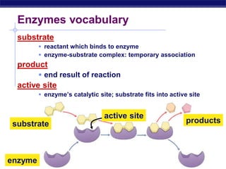 Enzymes, coenzymes, classes of enzymes- Part 1.pdf