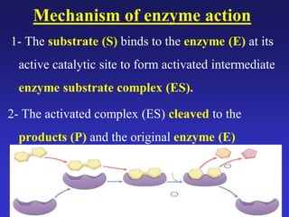 Enzymes, coenzymes, classes of enzymes- Part 1.pdf