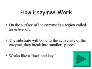 Enzymes introduction and it's application-pp.ppt