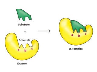AN Enzymes-pp CSEC BIOLOGY NOTES(1).pptx