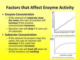 AN Enzymes-pp CSEC BIOLOGY NOTES(1).pptx