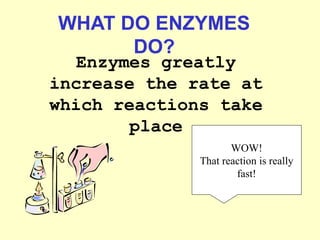 AN Enzymes-pp CSEC BIOLOGY NOTES(1).pptx
